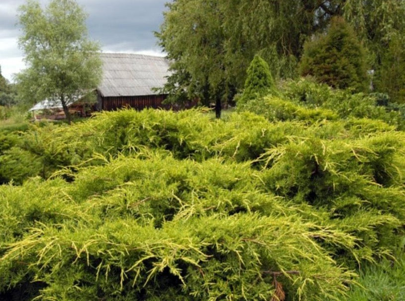 Juniperus Chinensis Pfitzeriana Juniper 'Sea Green' | Plant Profile